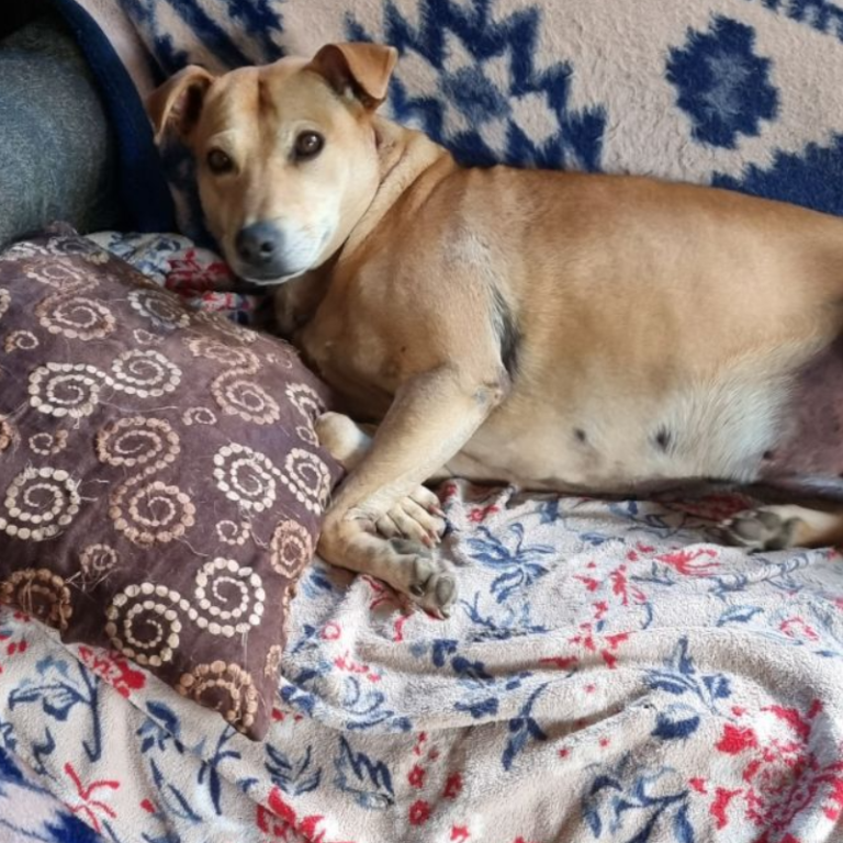 Adopt a Pet - Bay of Islands Animal Rescue
