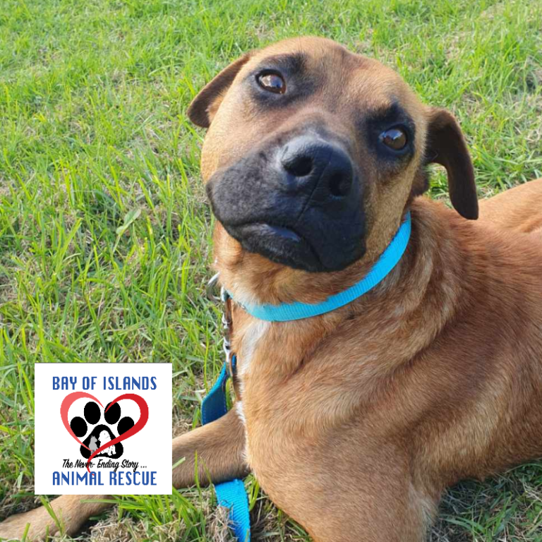 Adopt a Pet - Bay of Islands Animal Rescue
