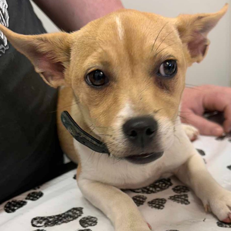 Adopt a Pet - Bay of Islands Animal Rescue